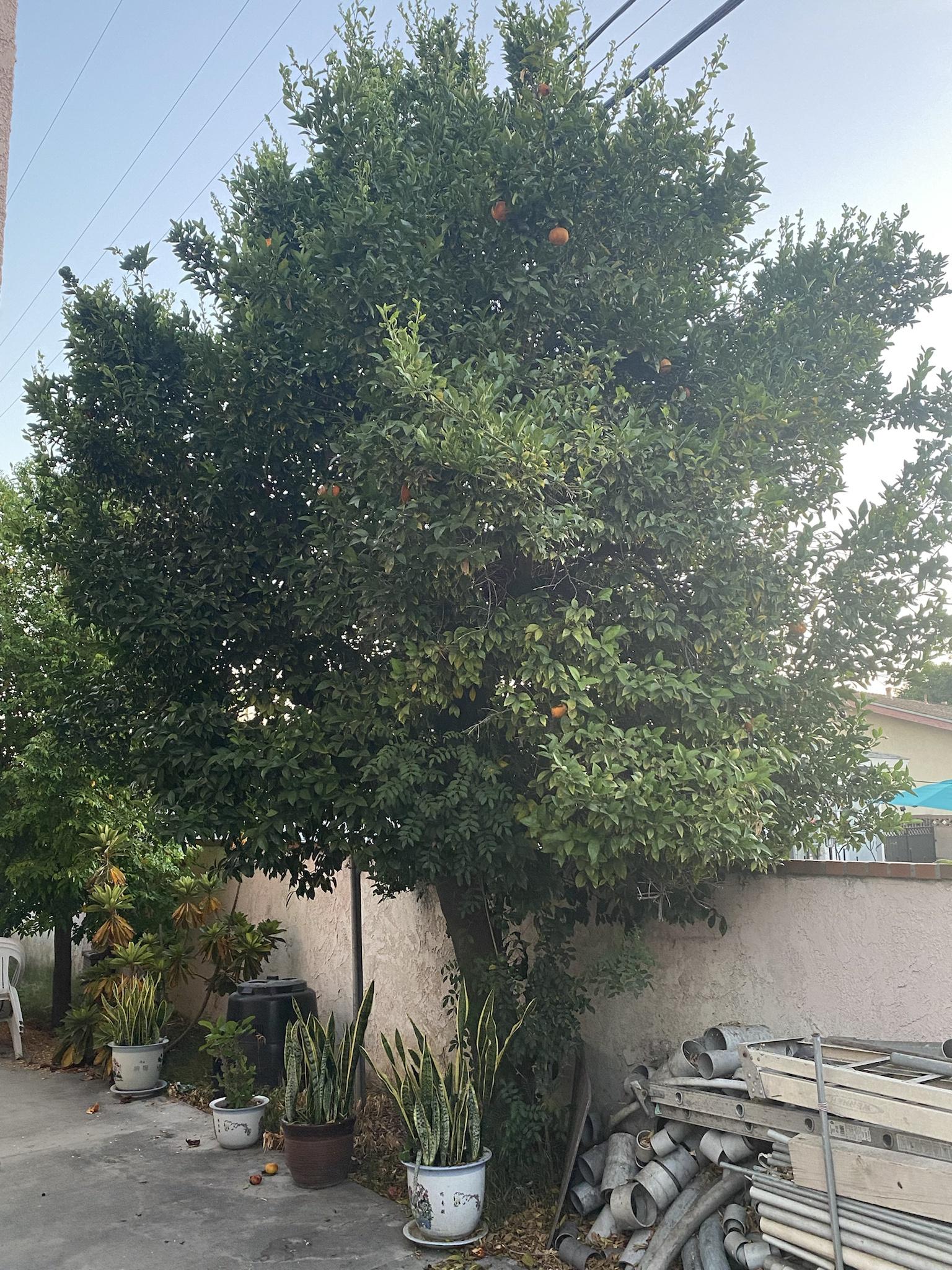 How to Protect Fruit Trees from Palm Rats - Trutech Wildlife Tampa